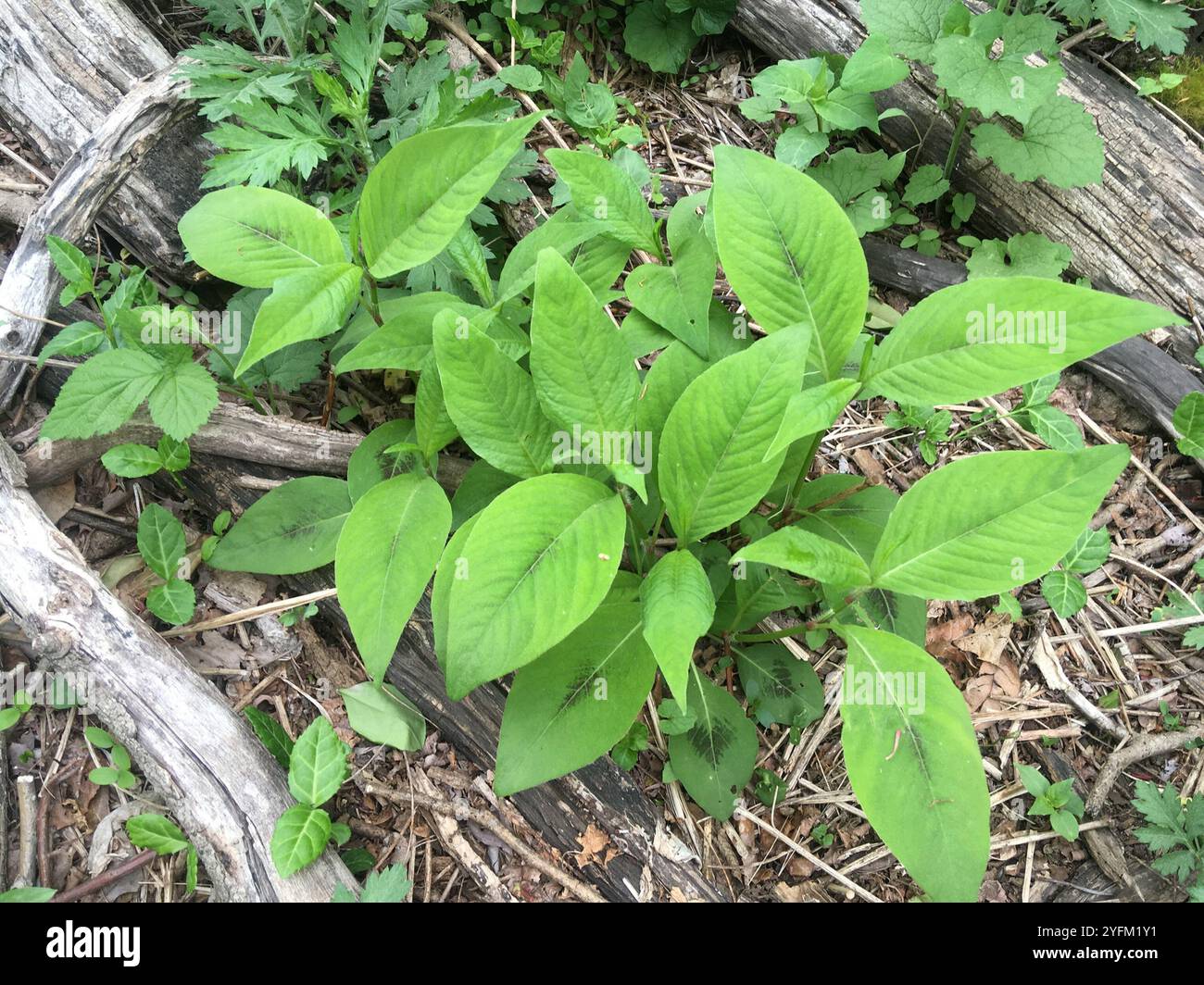 American jumpseed (Persicaria virginiana Stock Photo - Alamy