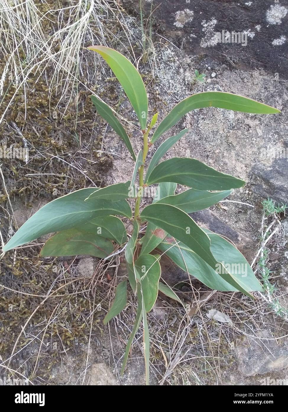 Golden Wattle (Acacia pycnantha Stock Photo - Alamy