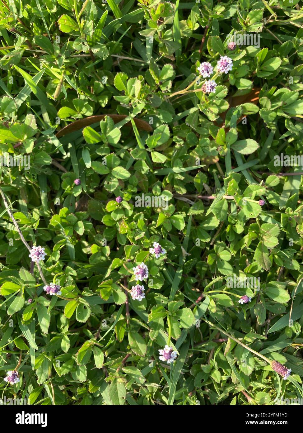 turkey tangle frogfruit (Phyla nodiflora Stock Photo - Alamy