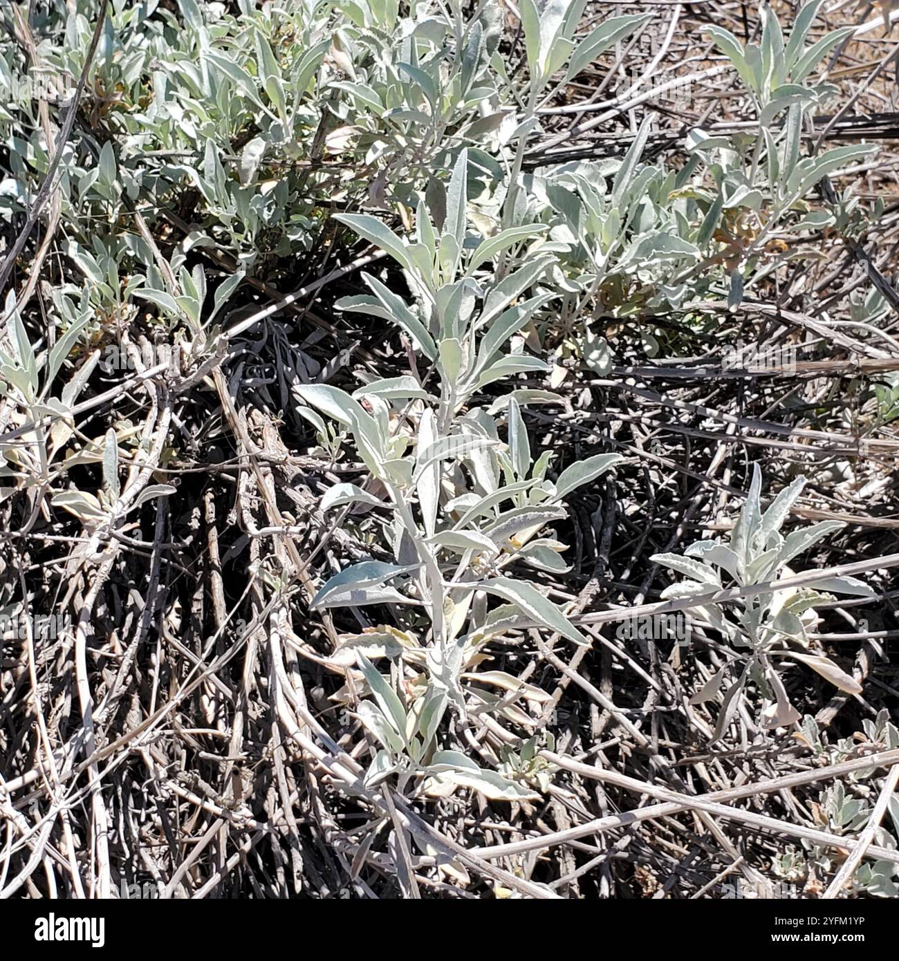 white sage (Salvia apiana Stock Photo - Alamy