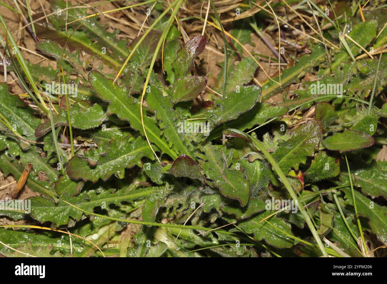 Common Cat's-ear (Hypochaeris radicata Stock Photo - Alamy