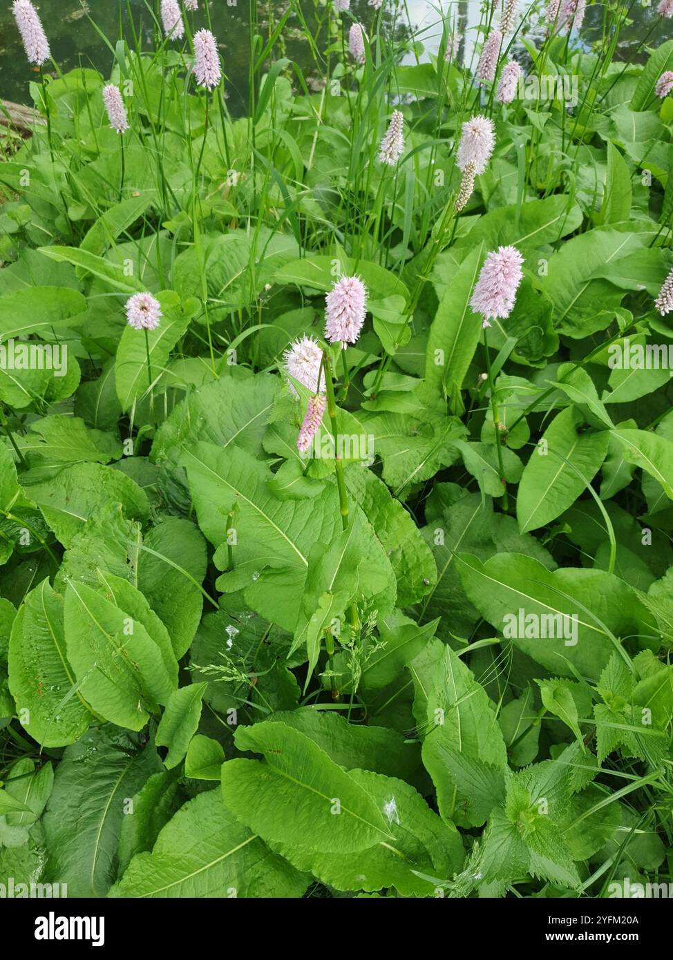 common bistort (Bistorta officinalis Stock Photo - Alamy