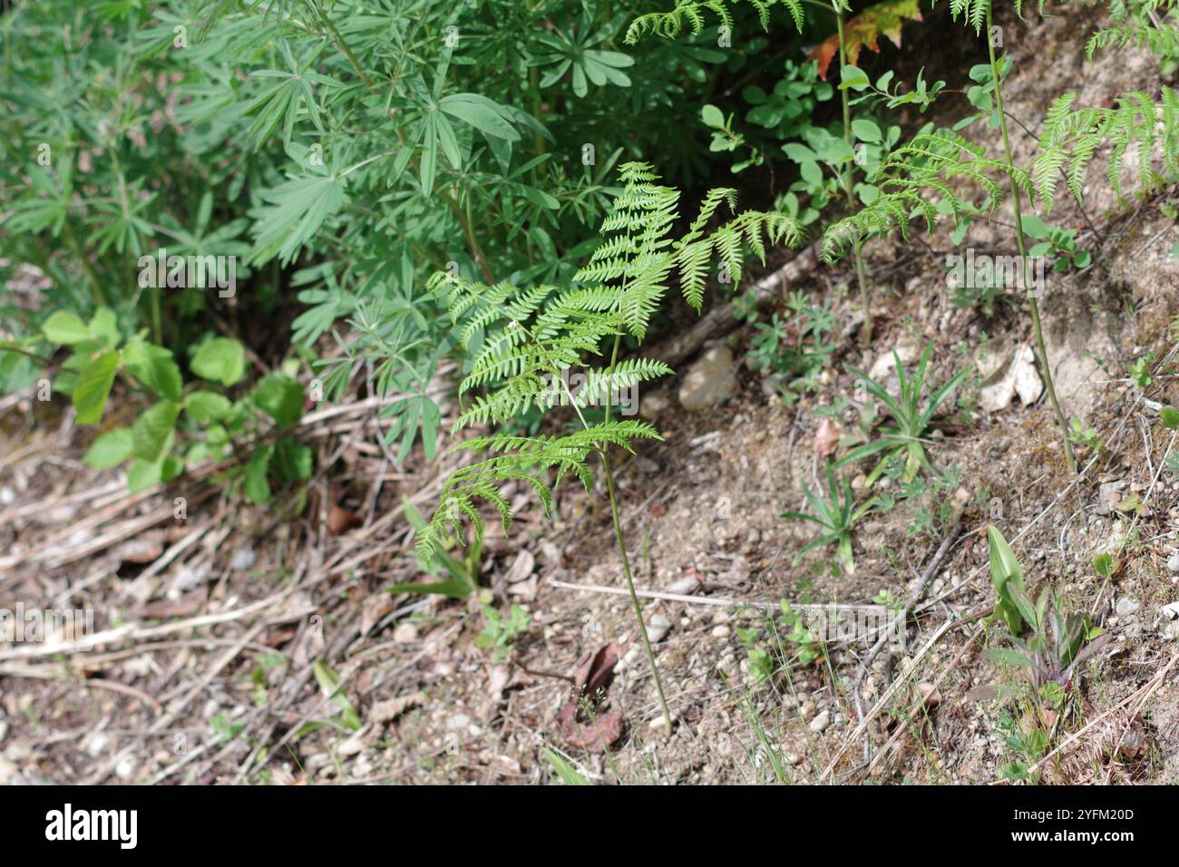 common bracken (Pteridium aquilinum Stock Photo - Alamy