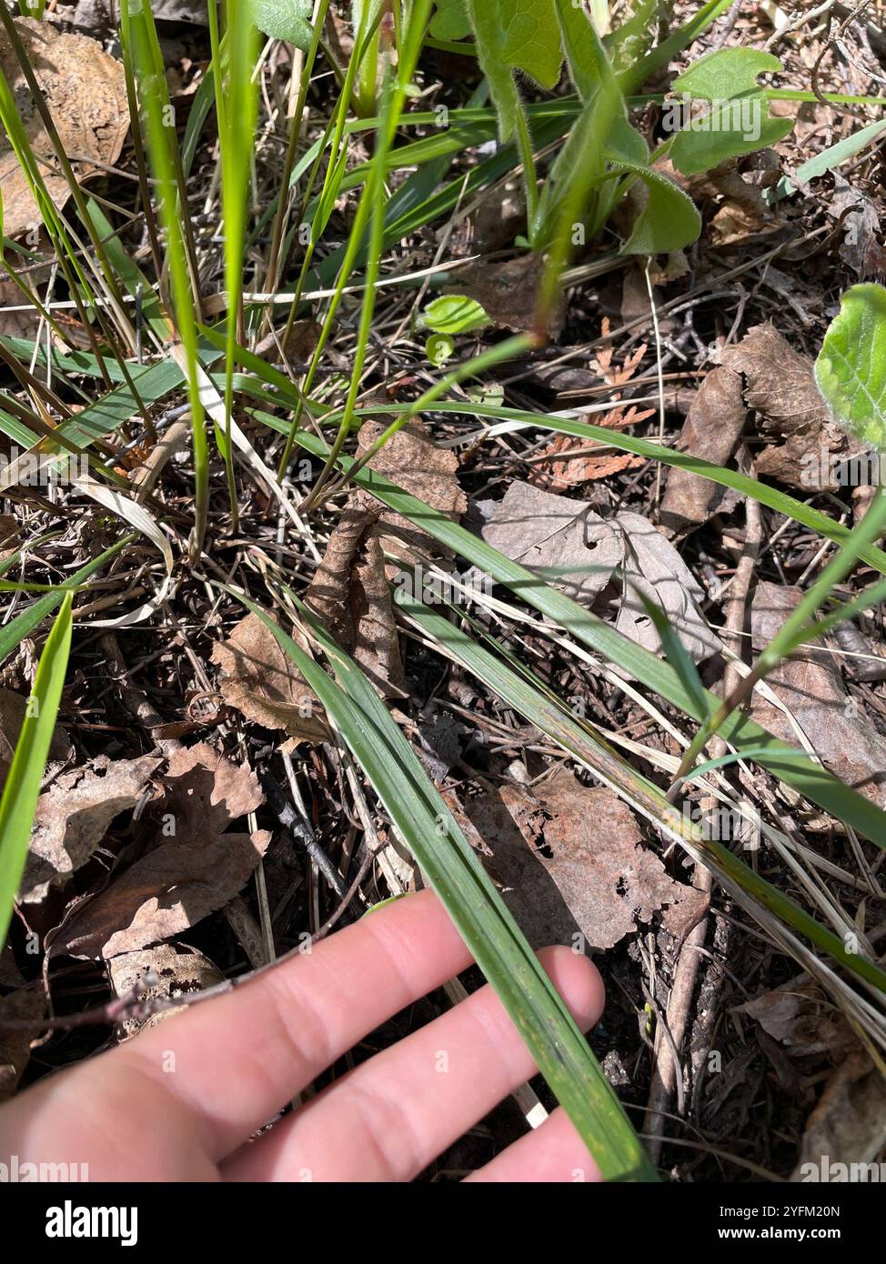 White-grained Mountain-ricegrass (Oryzopsis asperifolia Stock Photo - Alamy