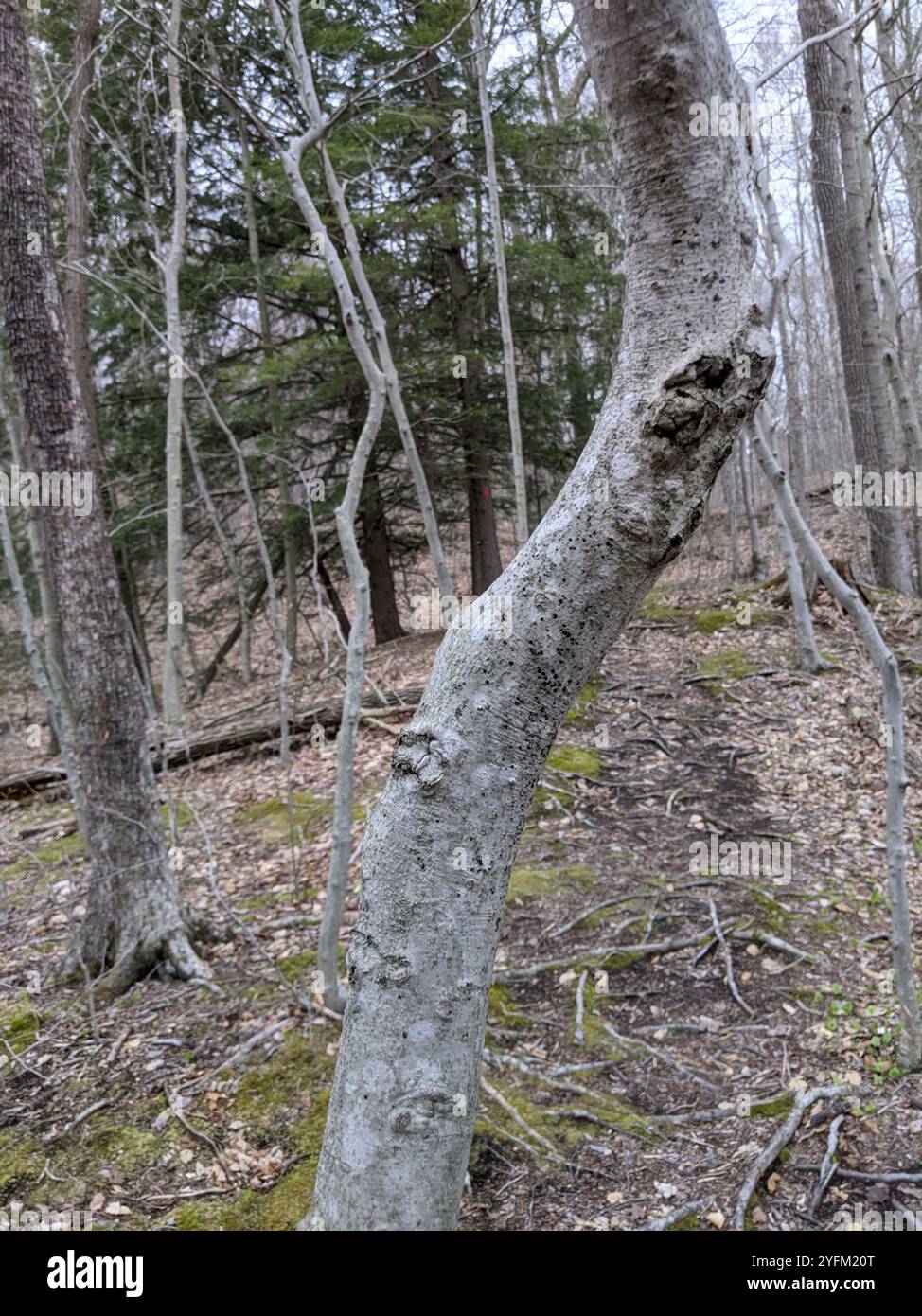 Beech Bark Canker Fungus (Neonectria faginata Stock Photo - Alamy