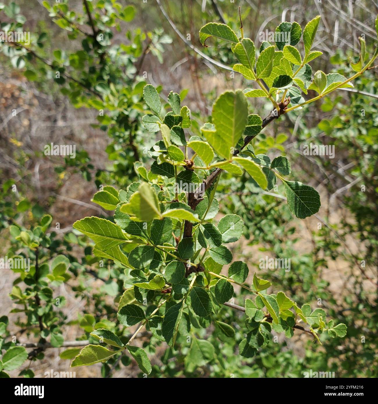 California Ash (Fraxinus dipetala Stock Photo - Alamy