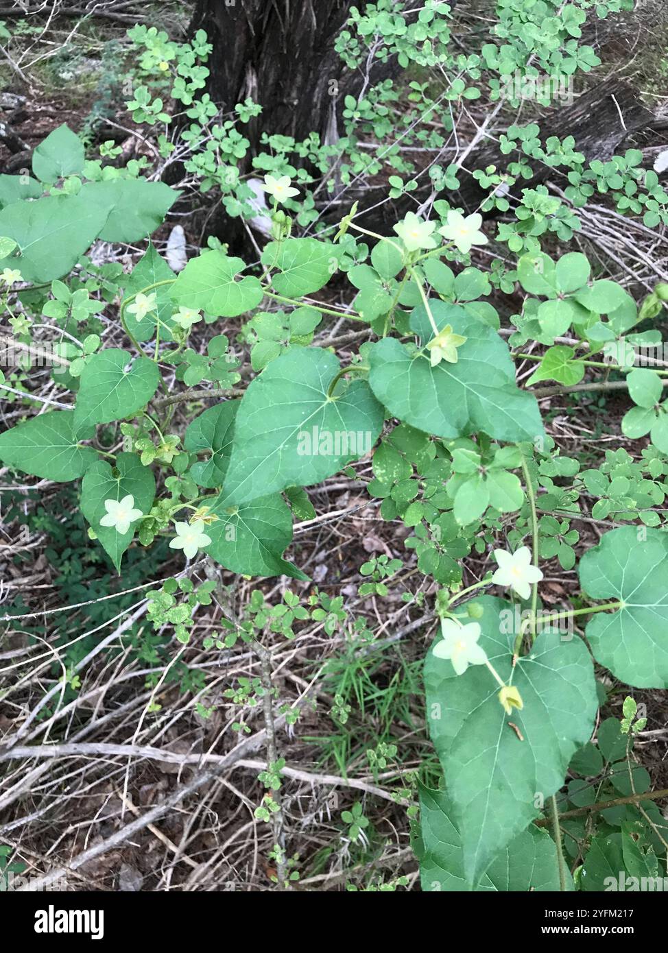 Pearl Milkweed (Matelea reticulata Stock Photo - Alamy