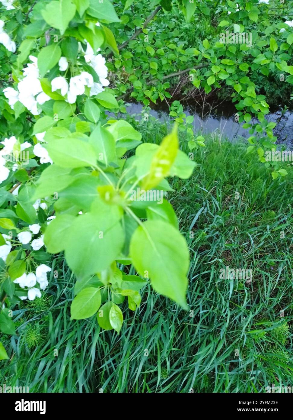 Siberian crabapple (Malus baccata Stock Photo - Alamy