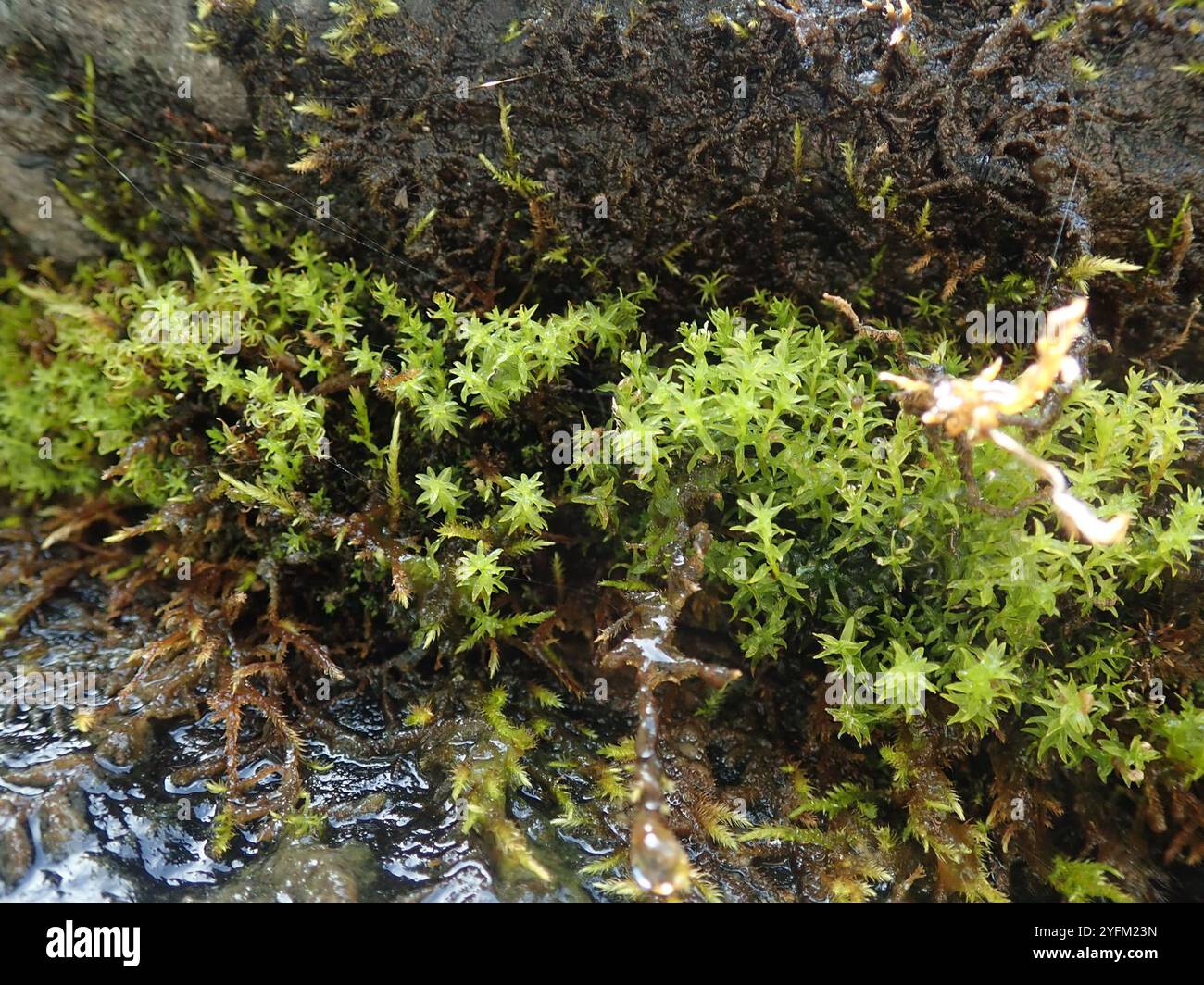 transparent fork-moss (Dichodontium pellucidum Stock Photo - Alamy
