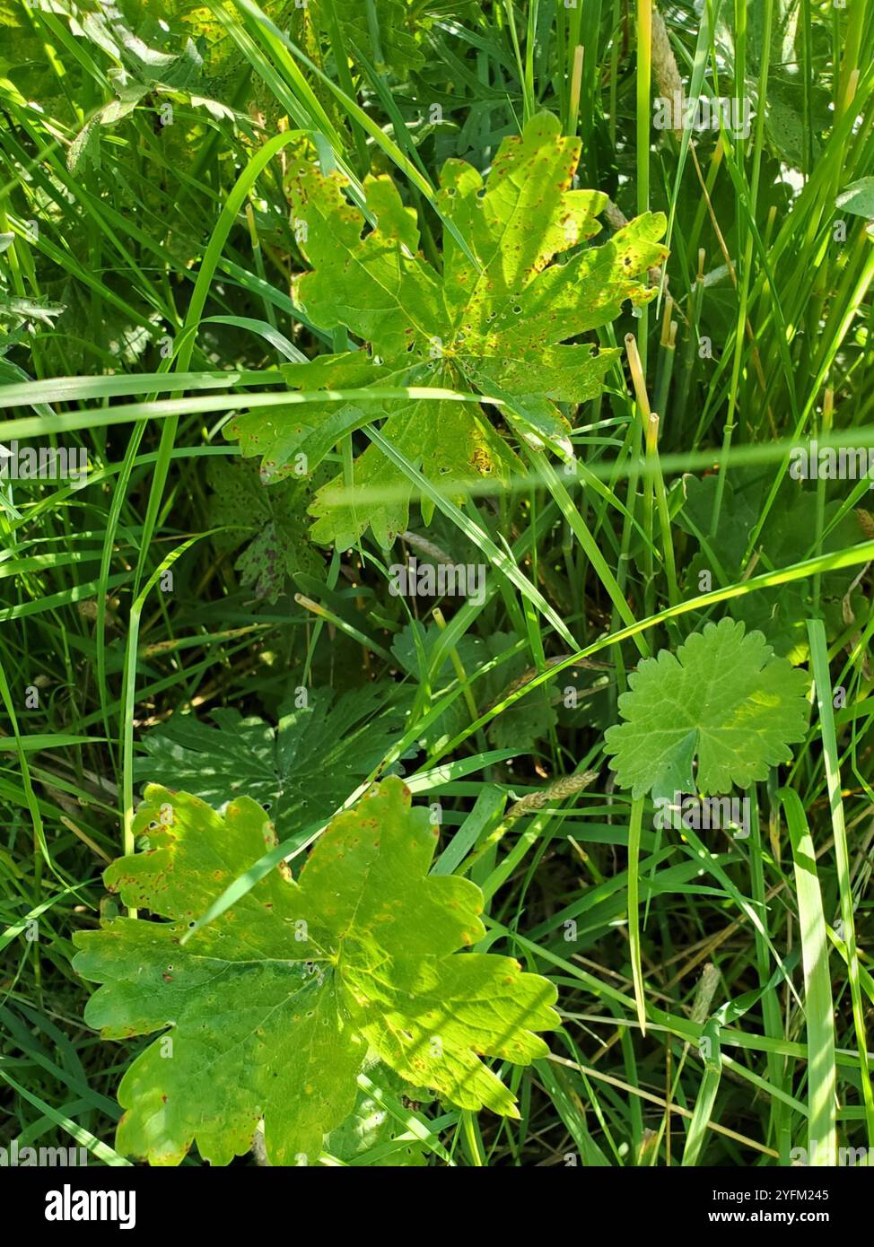 Meadow checker mallow hi-res stock photography and images - Alamy
