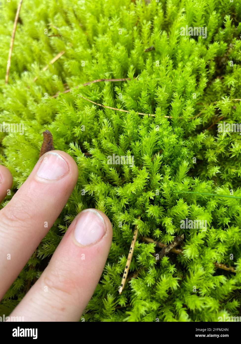 ribbed bog moss (Aulacomnium palustre Stock Photo - Alamy