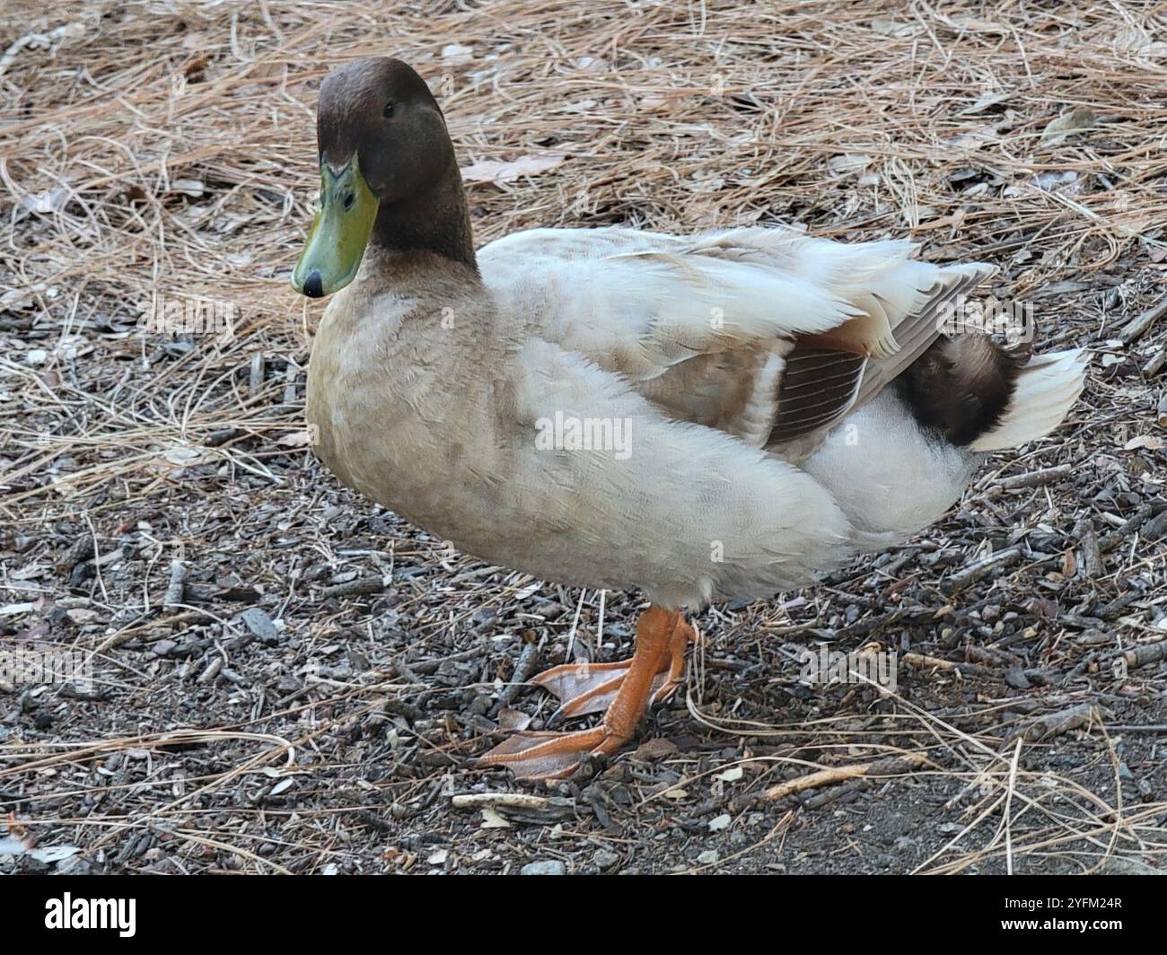 Domestic Mallard (Anas platyrhynchos domesticus Stock Photo - Alamy