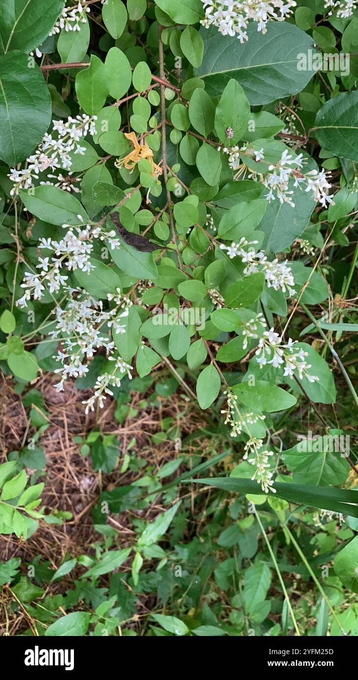 Chinese privet (Ligustrum sinense Stock Photo - Alamy