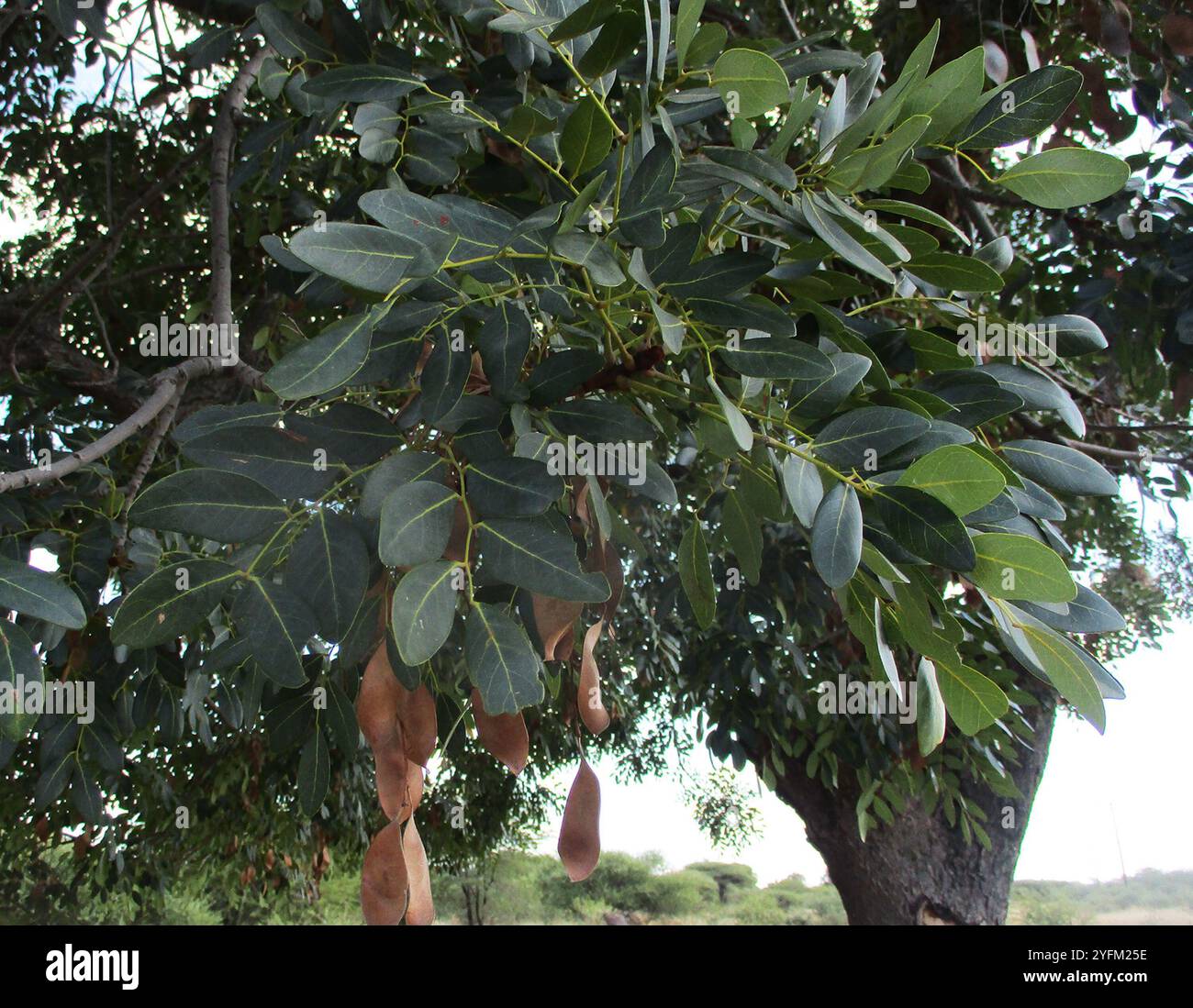 Burkea africana hi-res stock photography and images - Alamy