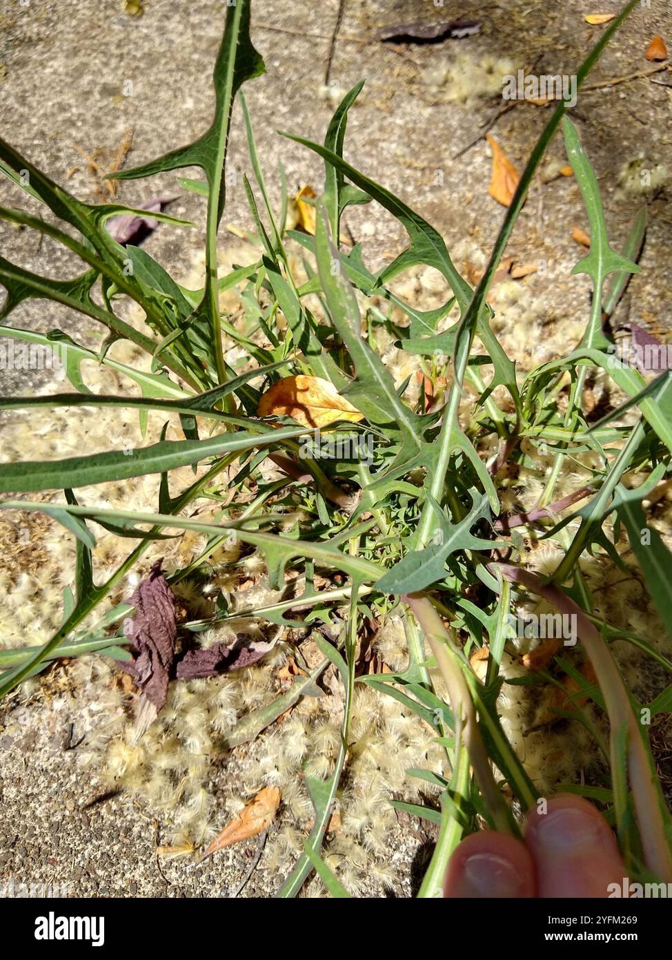 Willowleaf Lettuce (Lactuca saligna Stock Photo - Alamy