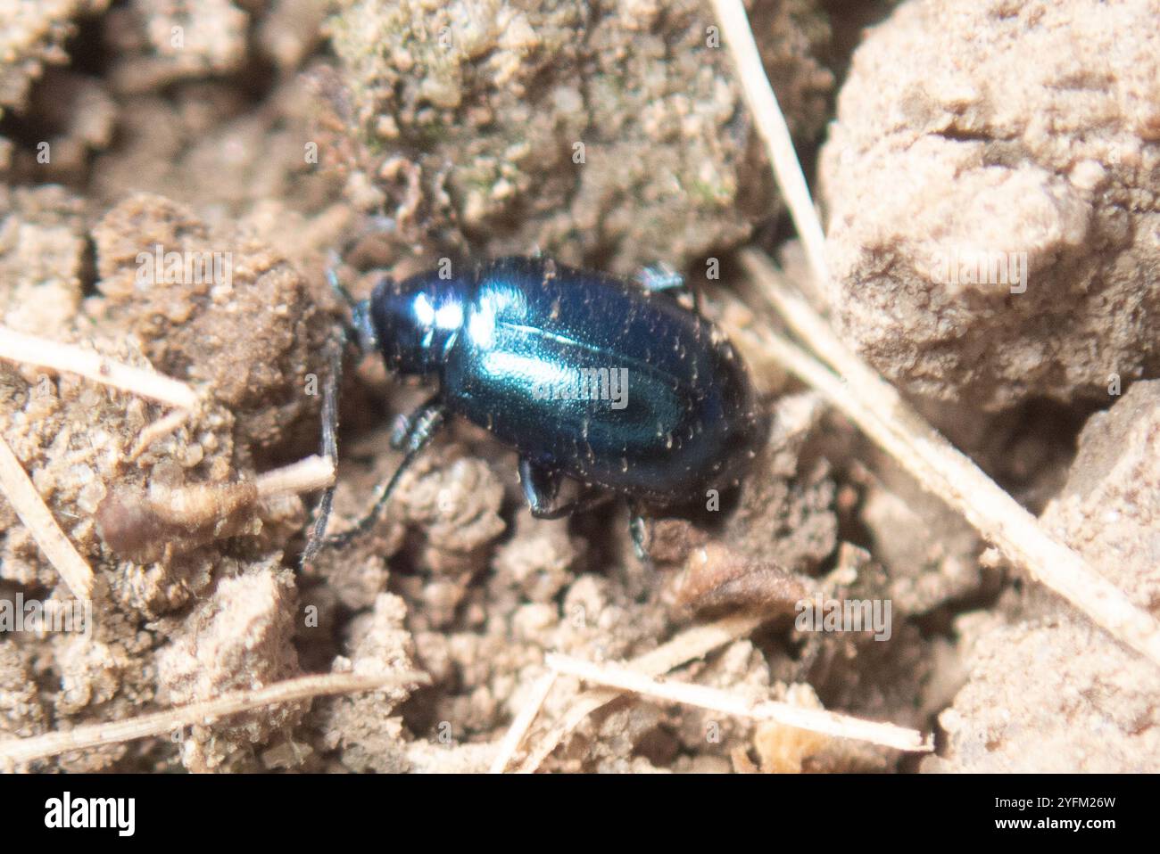 Metallic Flea Beetles (Altica Stock Photo - Alamy