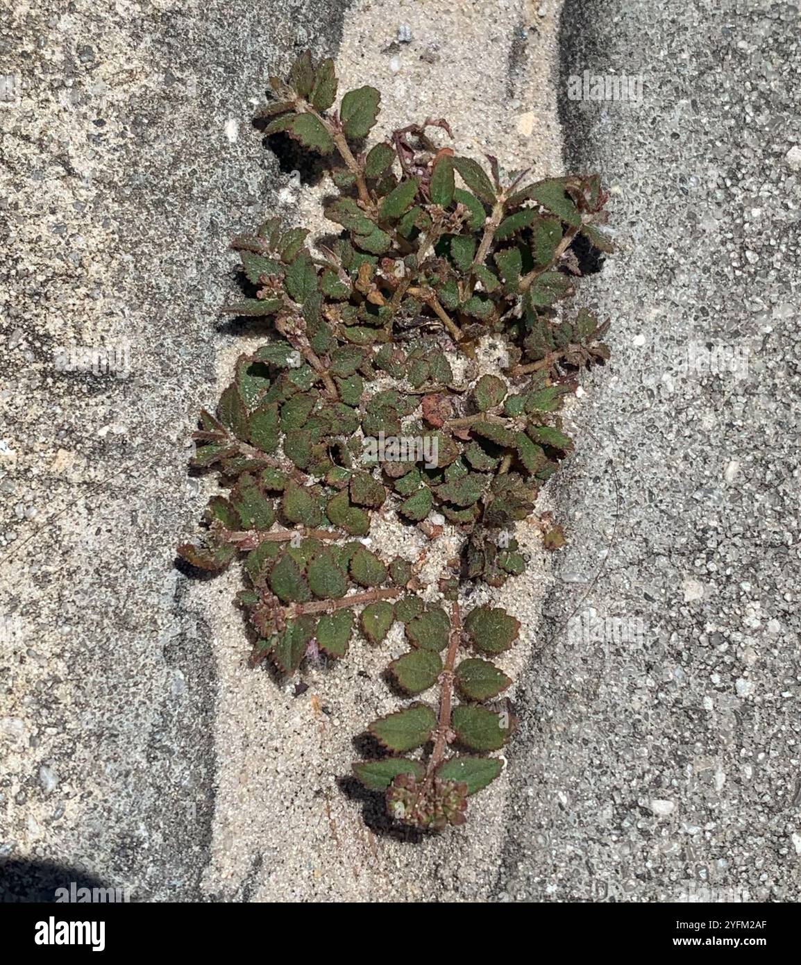Florida Hammock Sandmat (Euphorbia ophthalmica Stock Photo - Alamy