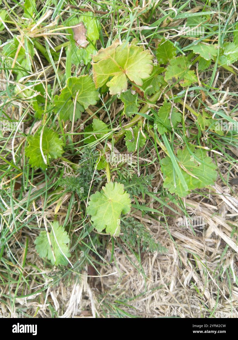 Carolina Bristlemallow (Modiola caroliniana Stock Photo - Alamy