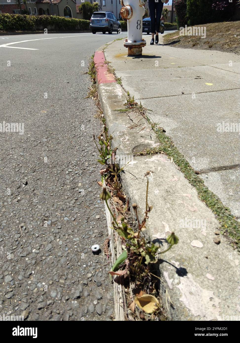 False Hawkbit (Urospermum picroides Stock Photo - Alamy