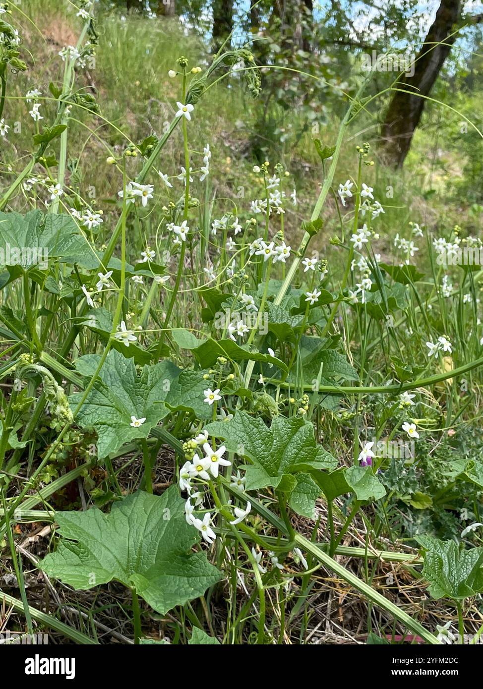 coastal manroot (Marah oregana Stock Photo - Alamy