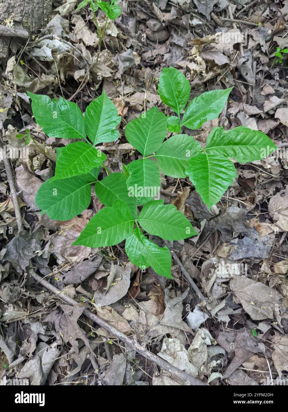 poison ivies and oaks (Toxicodendron Stock Photo - Alamy