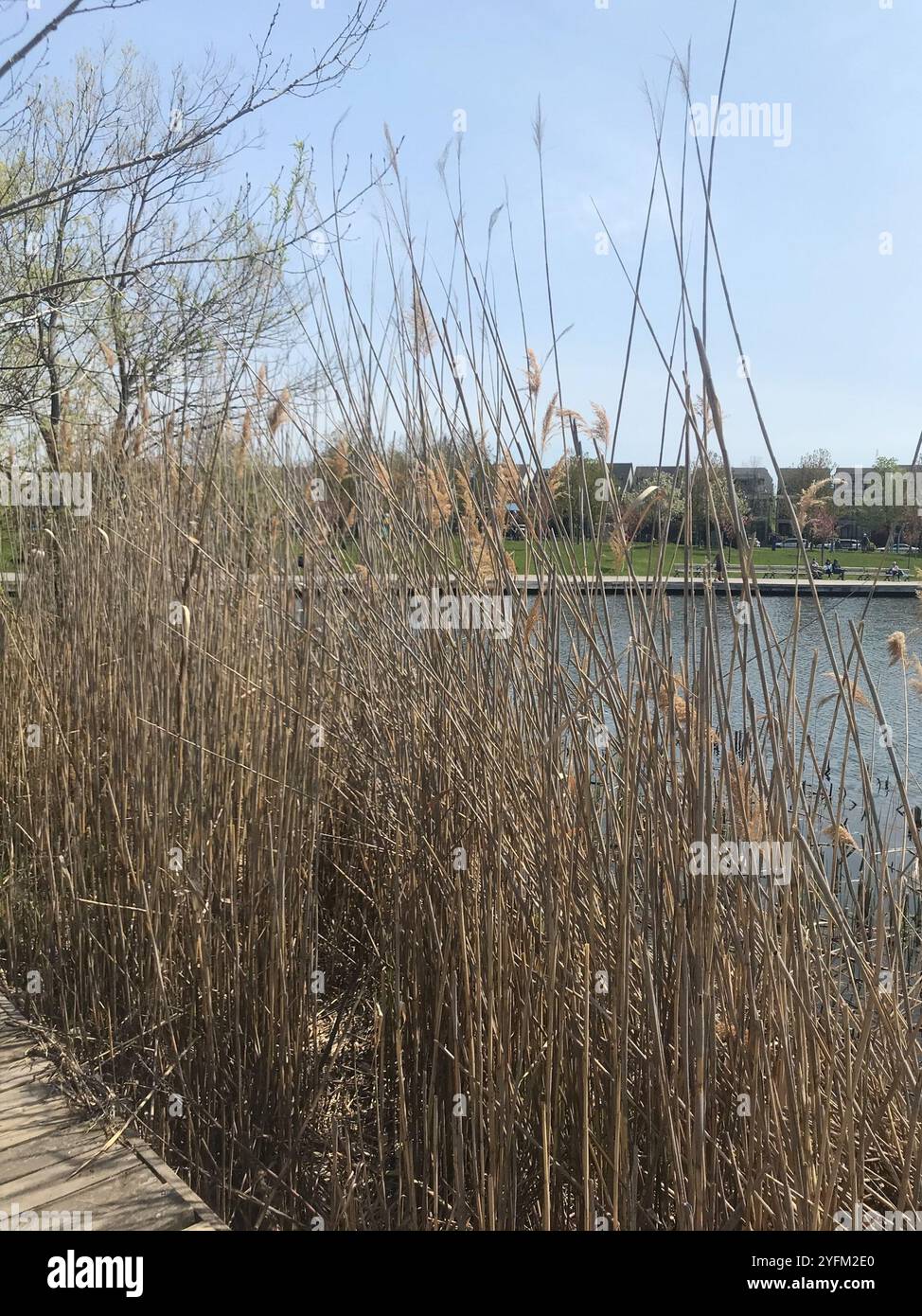 European reed (Phragmites australis australis Stock Photo - Alamy