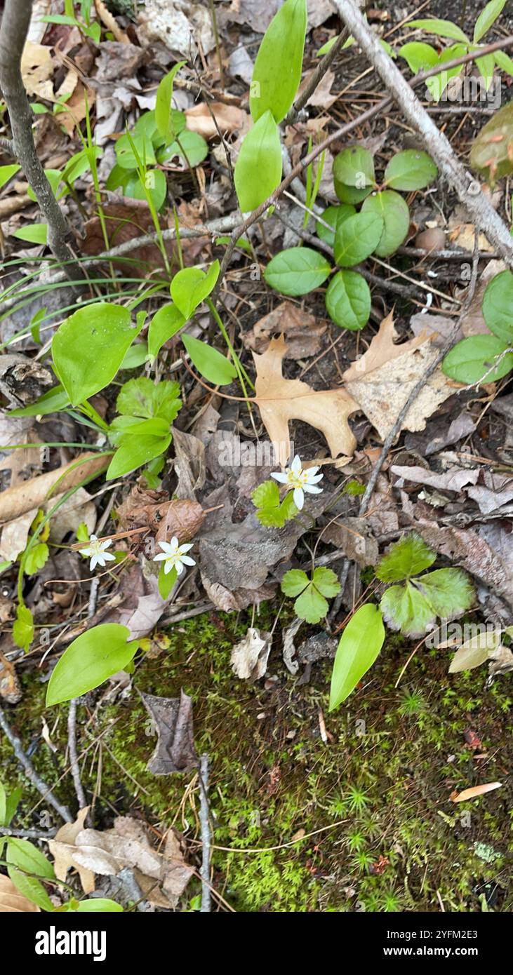 threeleaf goldthread (Coptis trifolia Stock Photo - Alamy