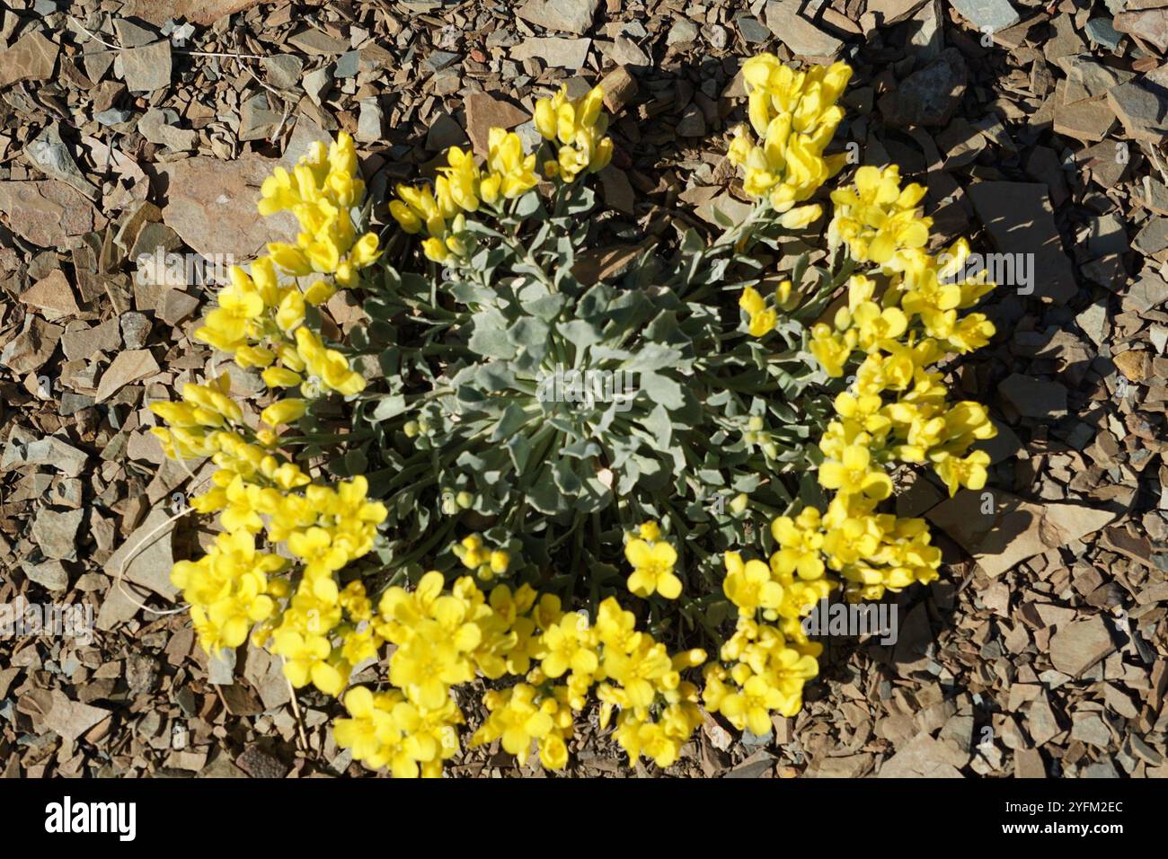 Double Twinpod (Physaria didymocarpa Stock Photo - Alamy