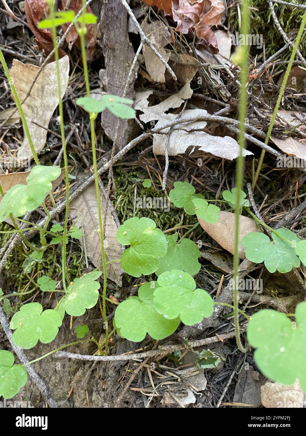hillside woodland star (Lithophragma heterophyllum Stock Photo - Alamy