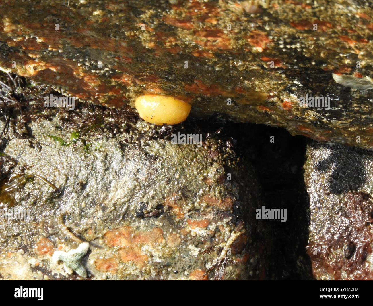 Monterey Dorid (Doris montereyensis Stock Photo - Alamy