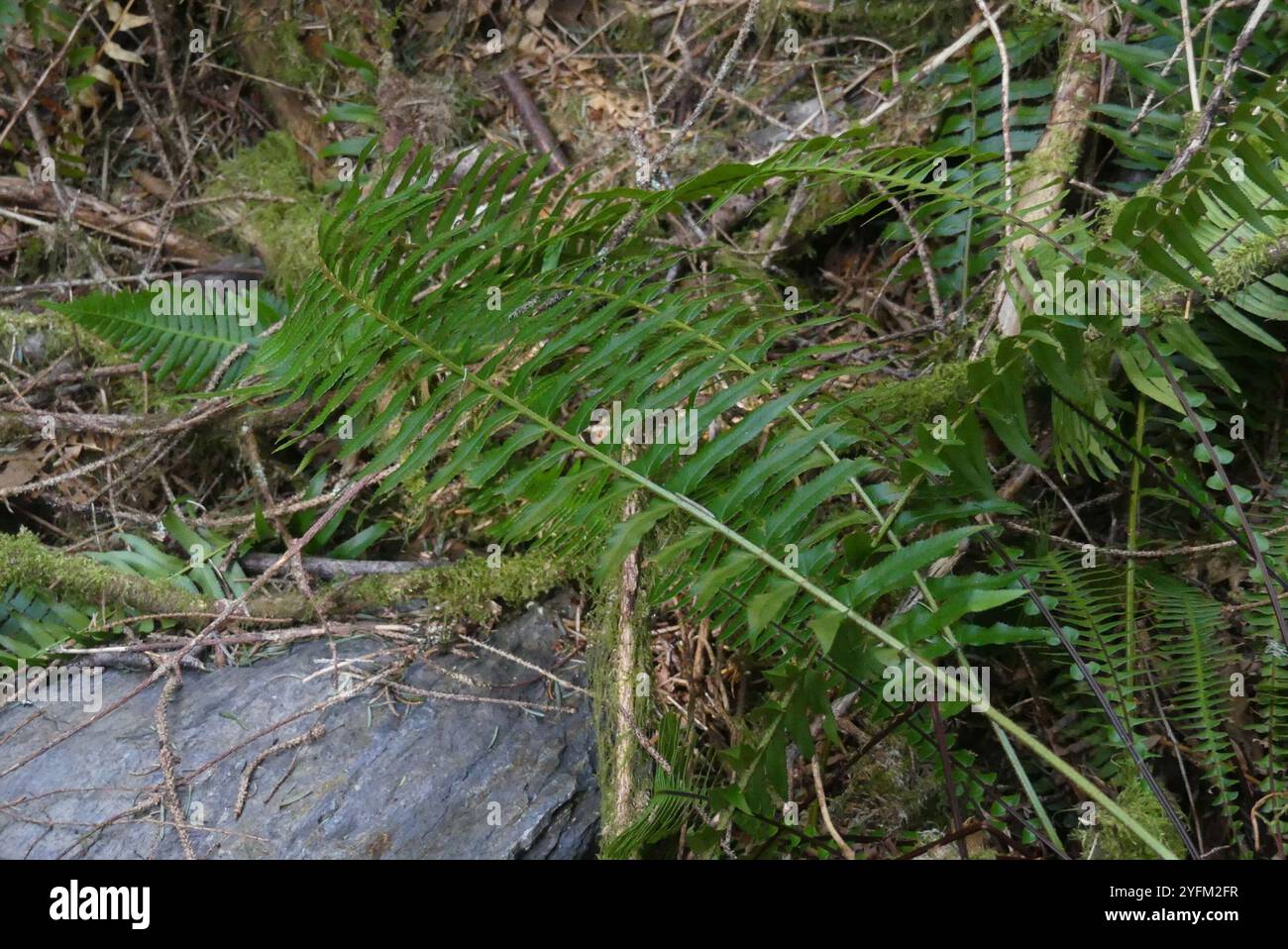 western sword fern (Polystichum munitum Stock Photo - Alamy