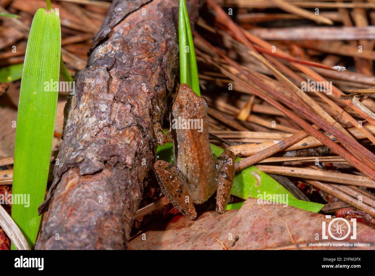 Little Grass Frog (Pseudacris ocularis Stock Photo - Alamy