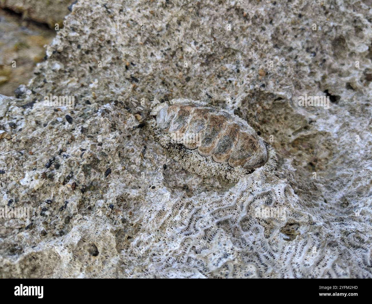 Acanthopleura granulata hi-res stock photography and images - Alamy