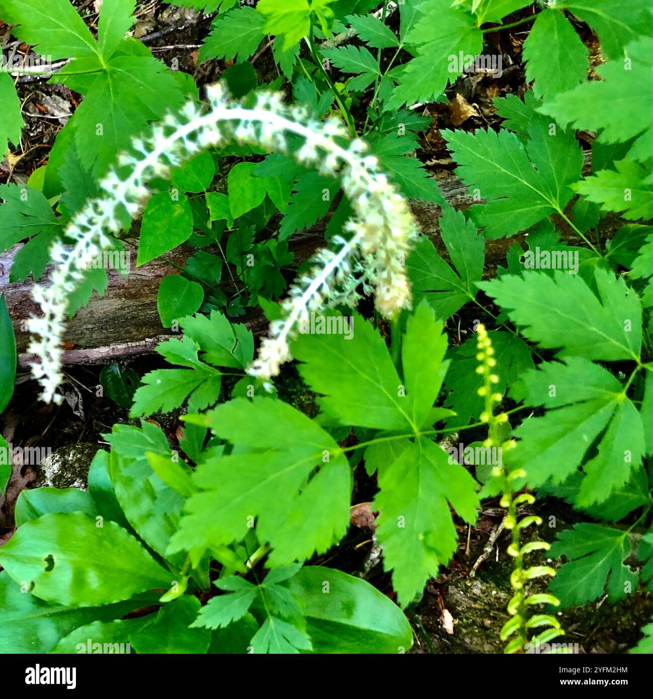 devil's bit (Chamaelirium luteum Stock Photo - Alamy