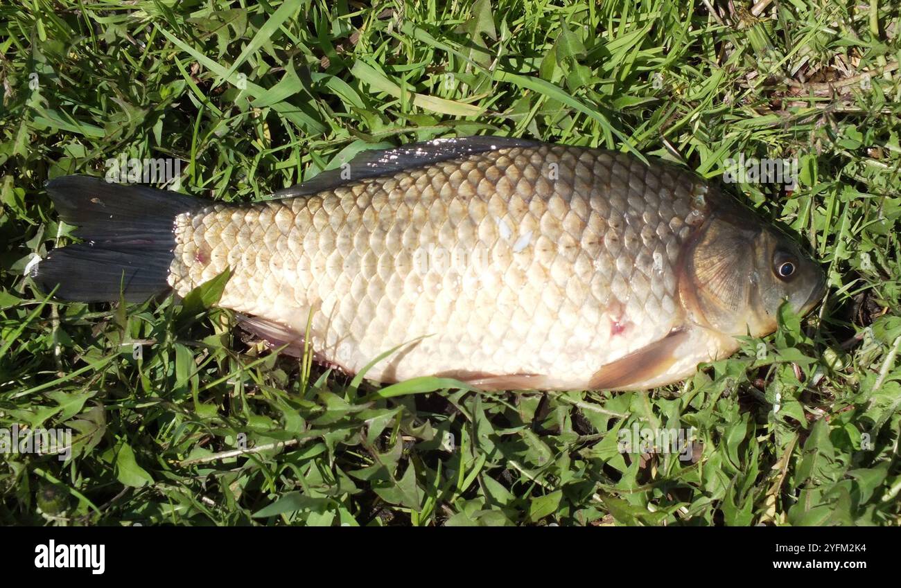 Prussian Carp (Carassius gibelio Stock Photo - Alamy