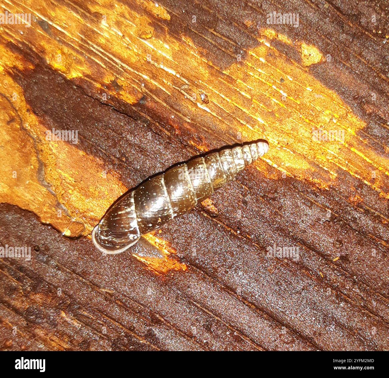 Plaited Door-snail (Cochlodina laminata Stock Photo - Alamy