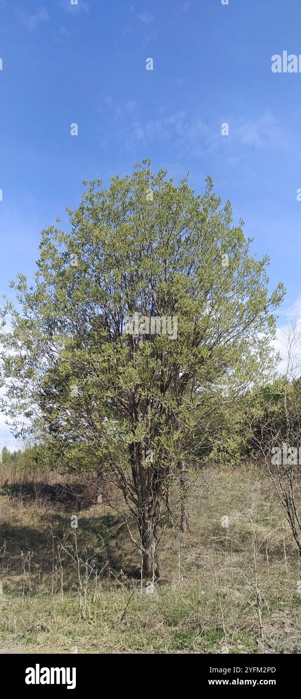 goat willow (Salix caprea Stock Photo - Alamy