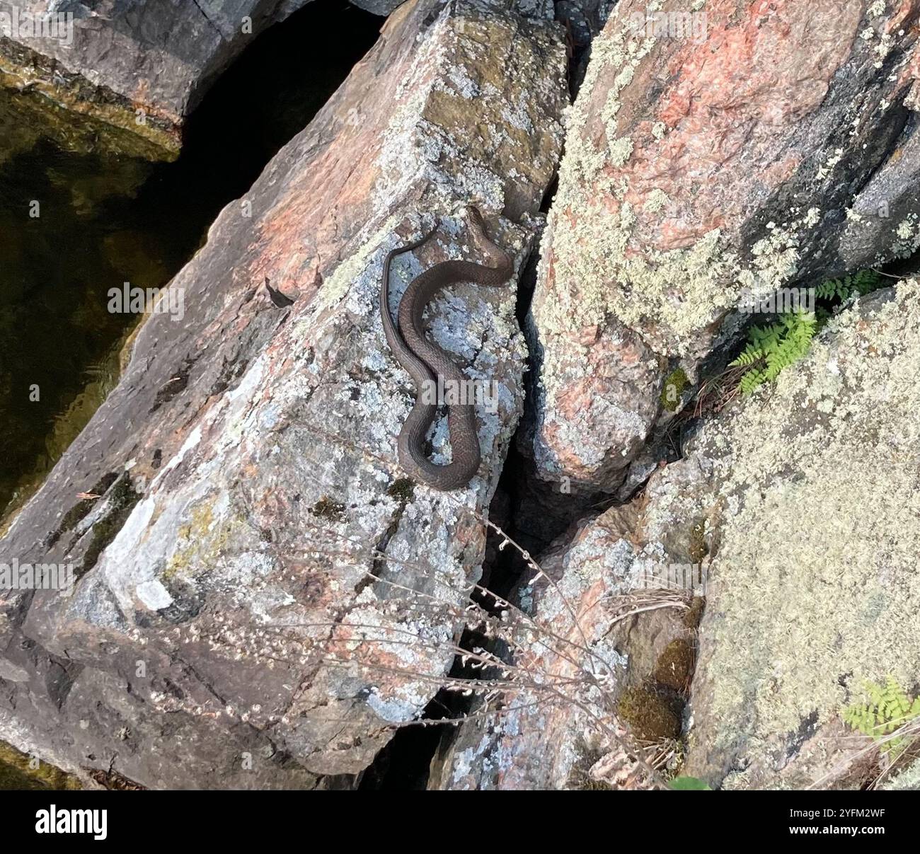 Common Watersnake (Nerodia sipedon Stock Photo - Alamy