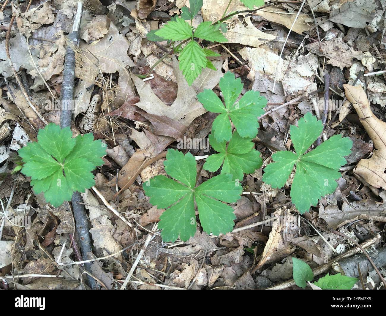 Black Snakeroot (Sanicula canadensis Stock Photo - Alamy