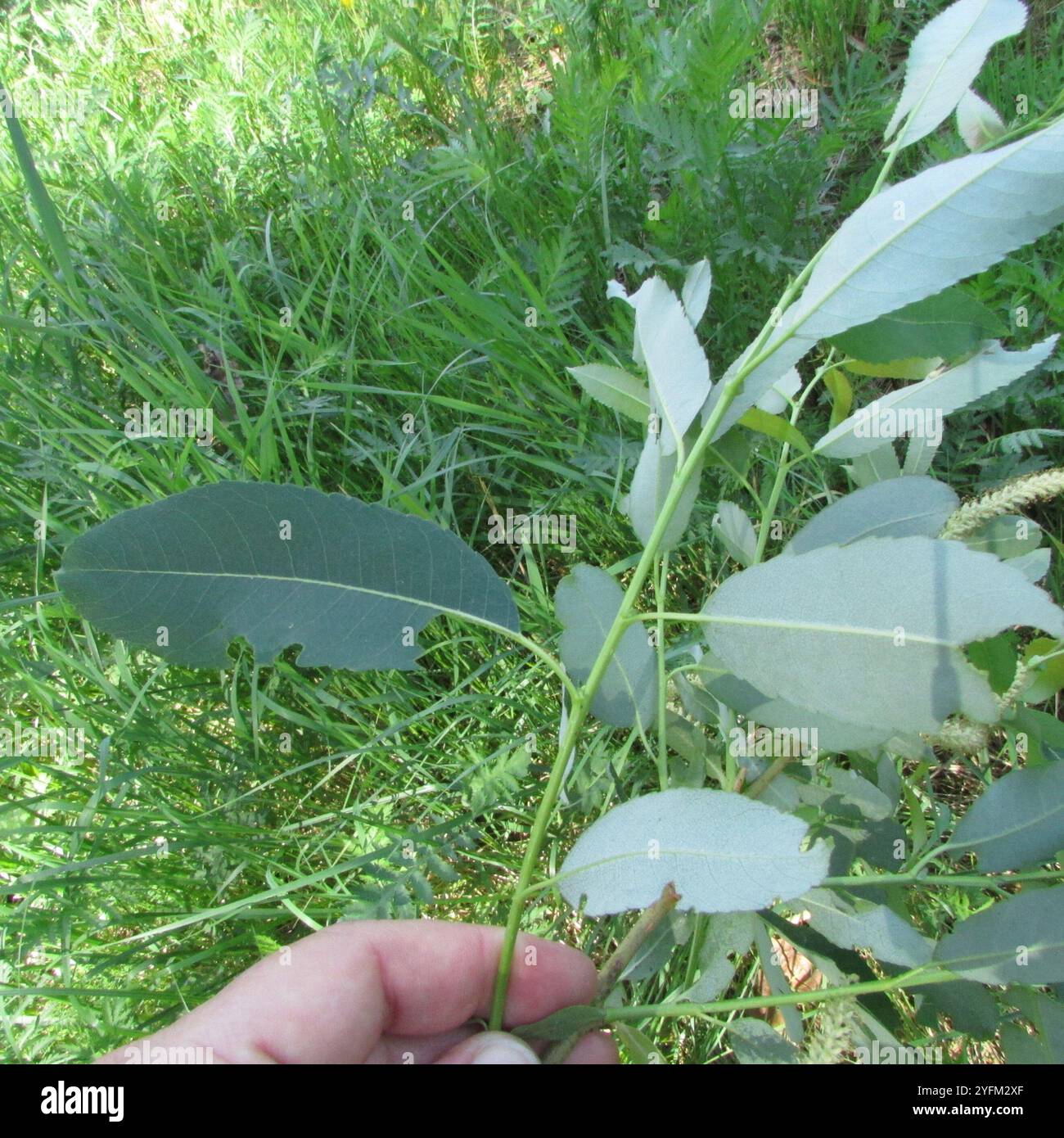 Almond Willow (Salix triandra Stock Photo - Alamy