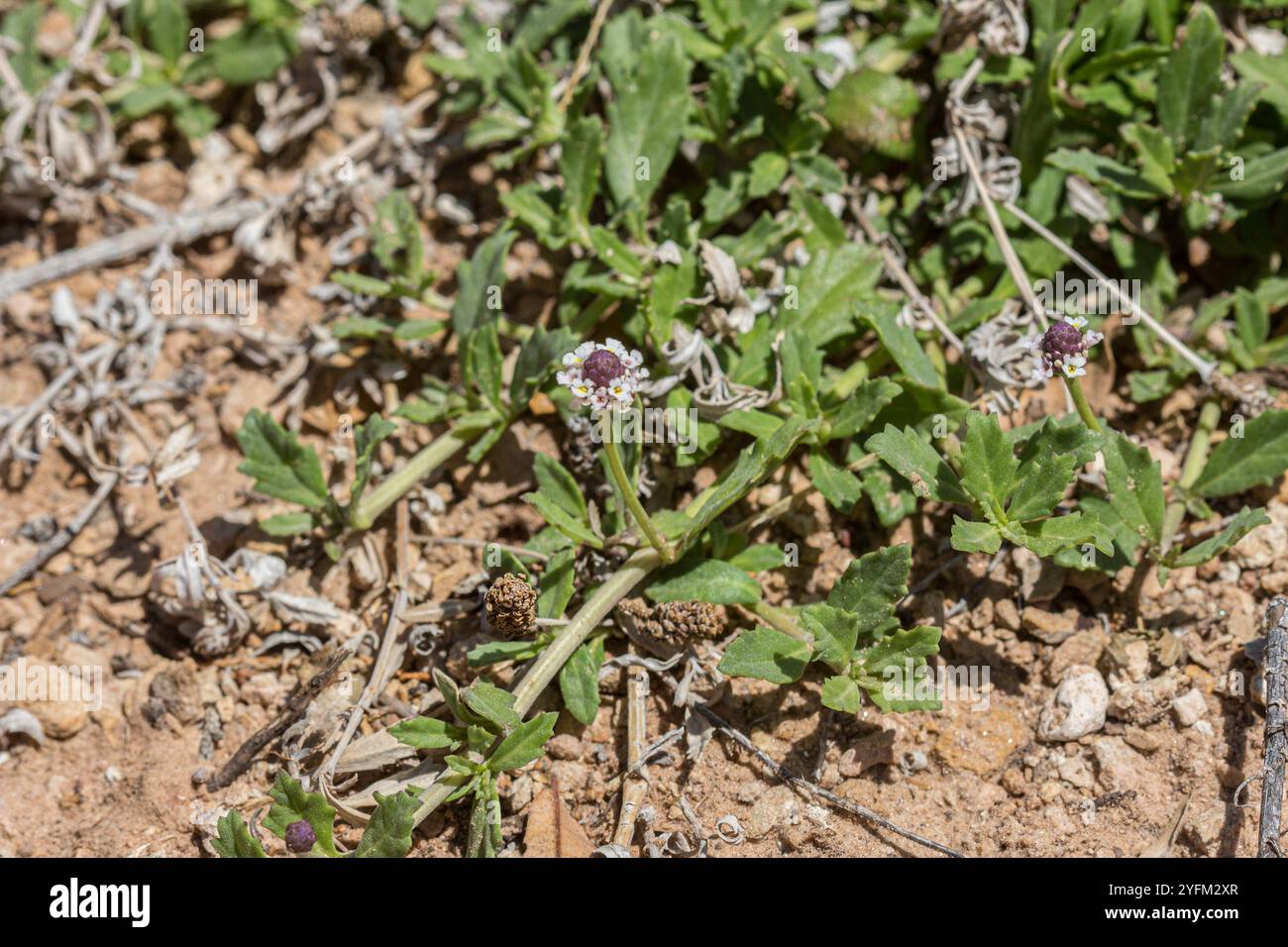 turkey tangle frogfruit (Phyla nodiflora Stock Photo - Alamy