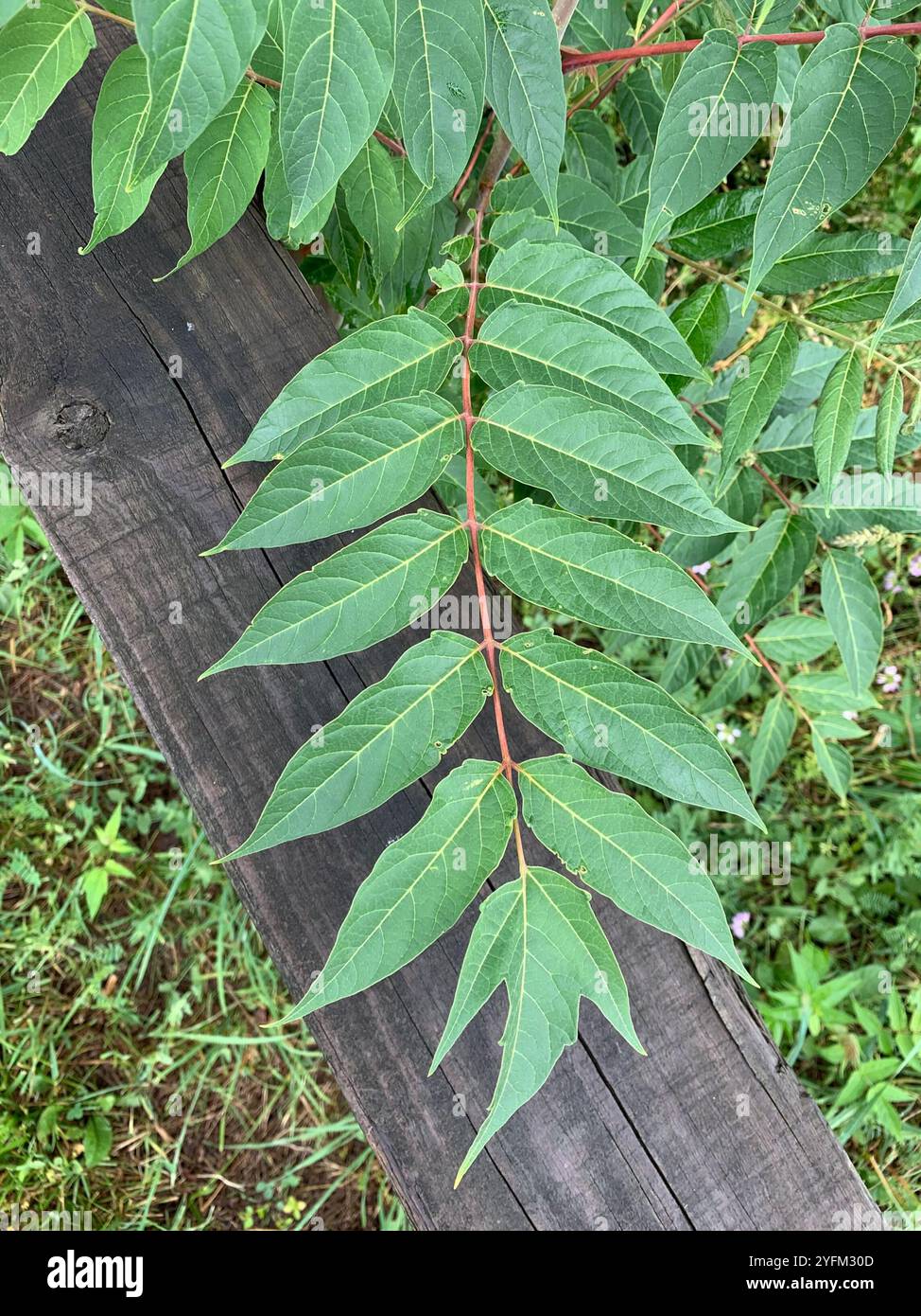 tree-of-heaven (Ailanthus altissima Stock Photo - Alamy
