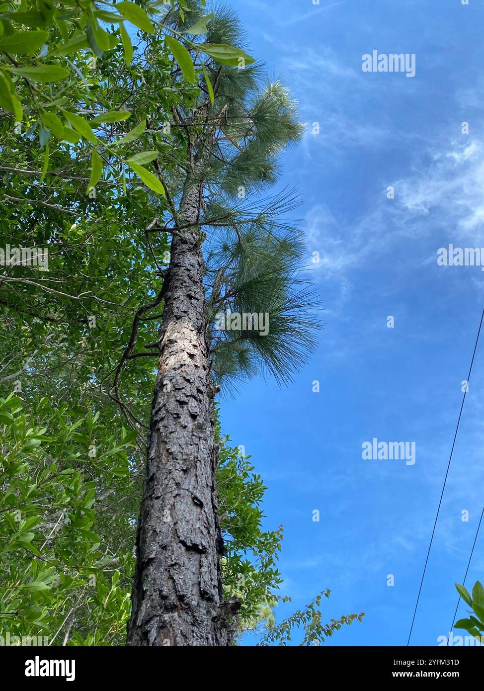 Typical Slash Pine (Pinus elliottii elliottii Stock Photo - Alamy