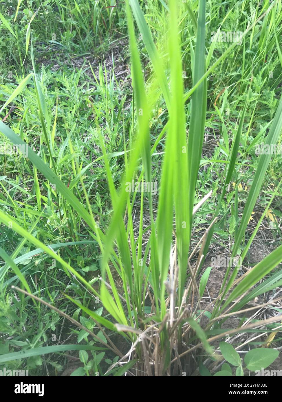 eastern gamagrass (Tripsacum dactyloides Stock Photo - Alamy