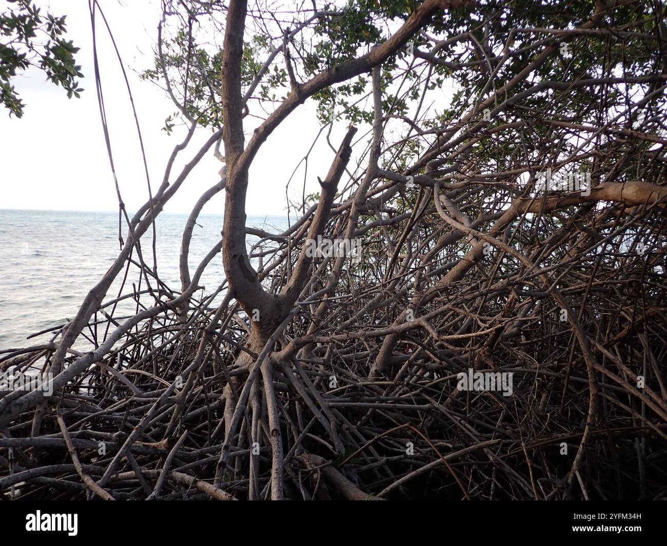 red mangrove (Rhizophora mangle Stock Photo - Alamy