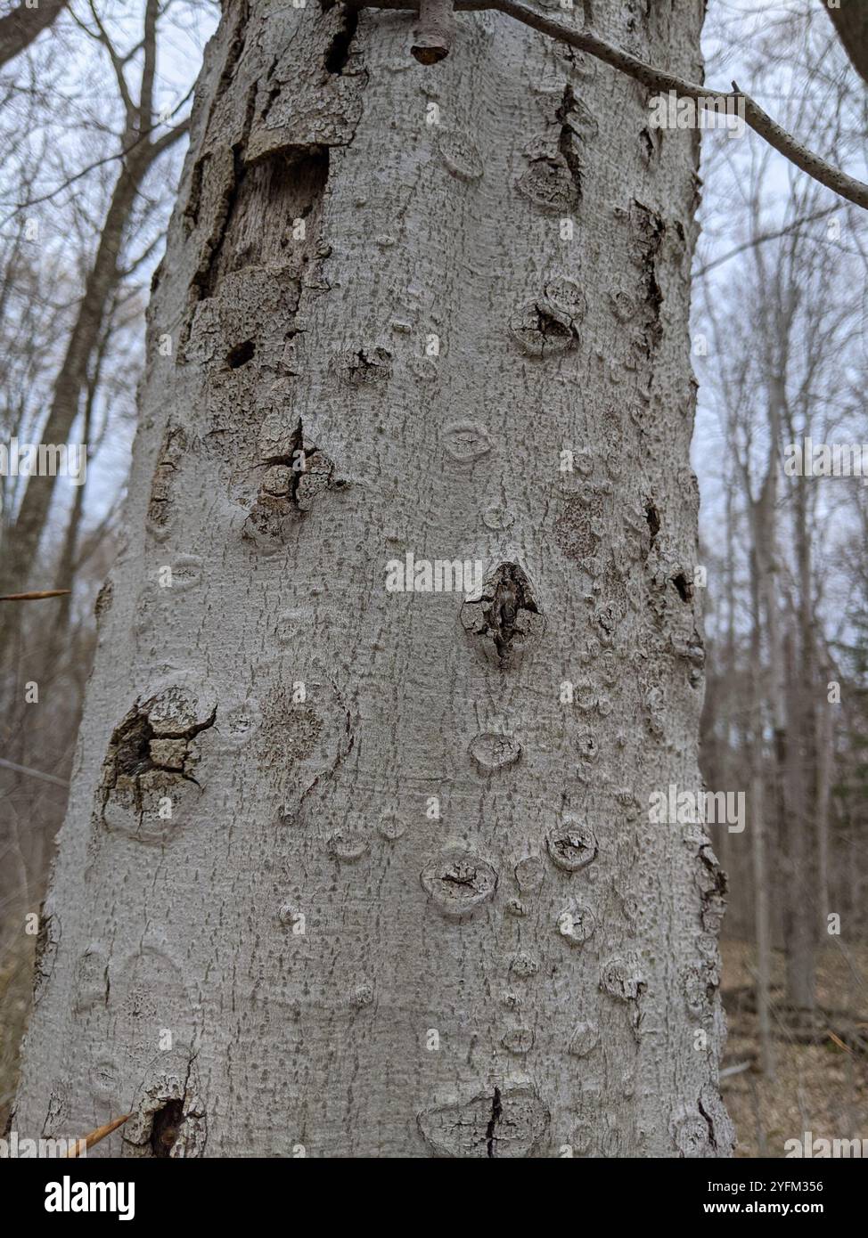 Beech Bark Canker Fungus (Neonectria faginata Stock Photo - Alamy