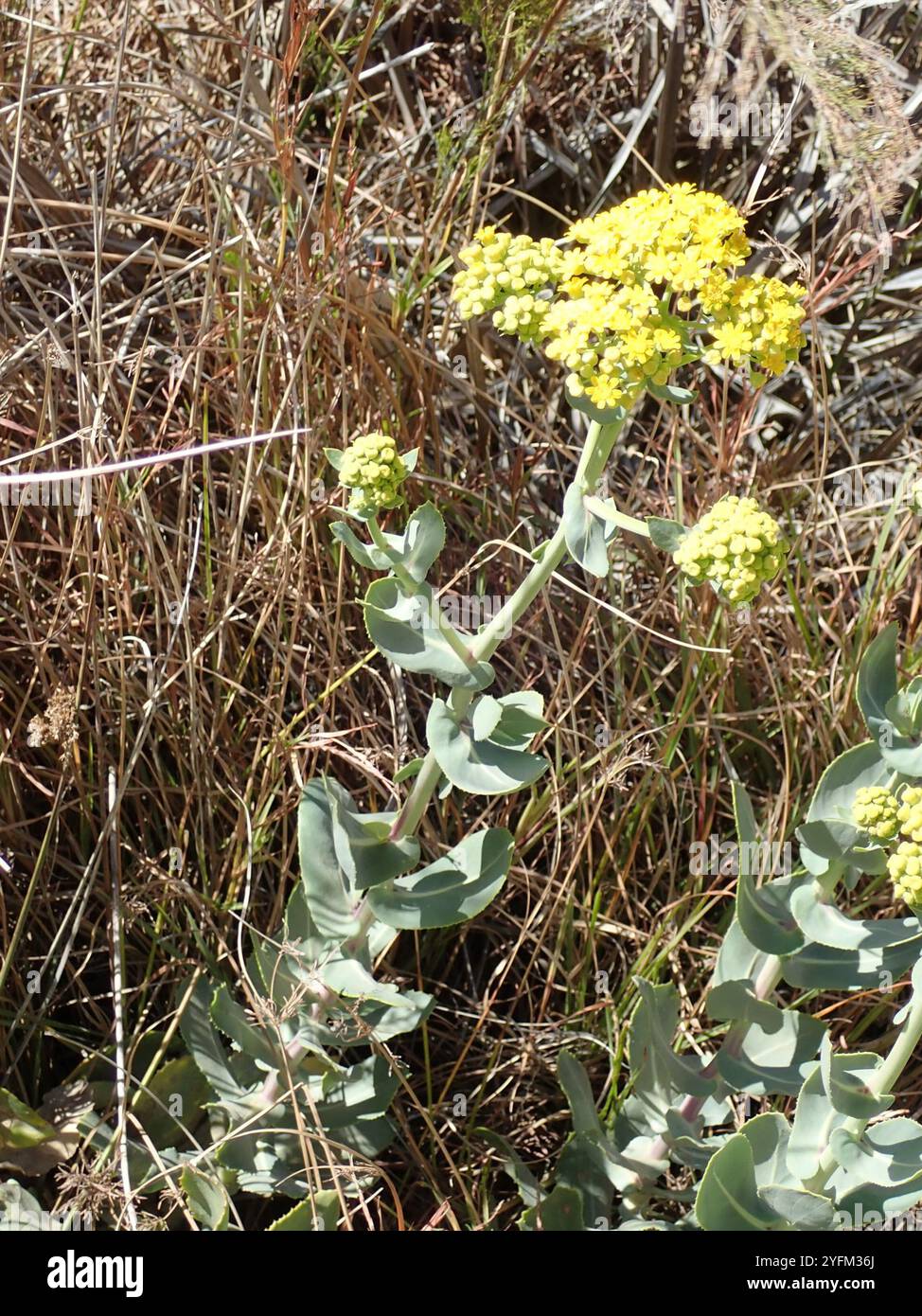 Poorflower Babooncabbage (Othonna parviflora Stock Photo - Alamy
