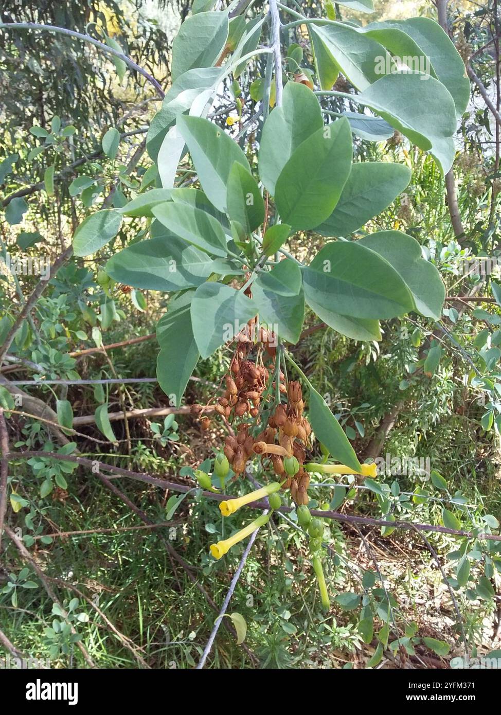 tree tobacco (Nicotiana glauca Stock Photo - Alamy