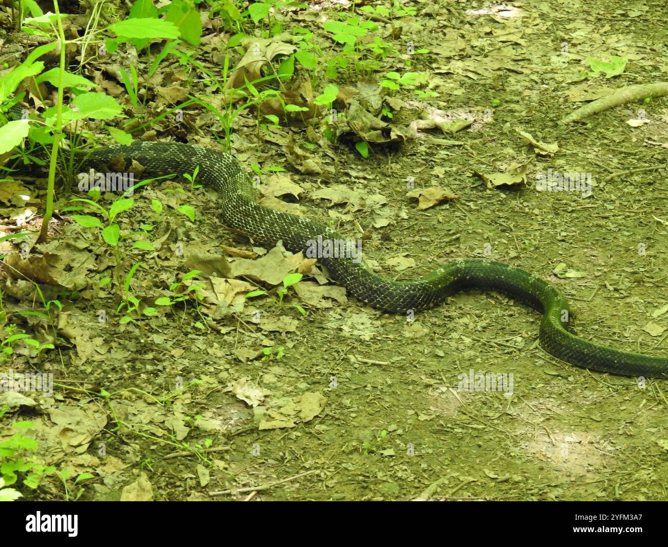 Gray Ratsnake (Pantherophis spiloides Stock Photo - Alamy