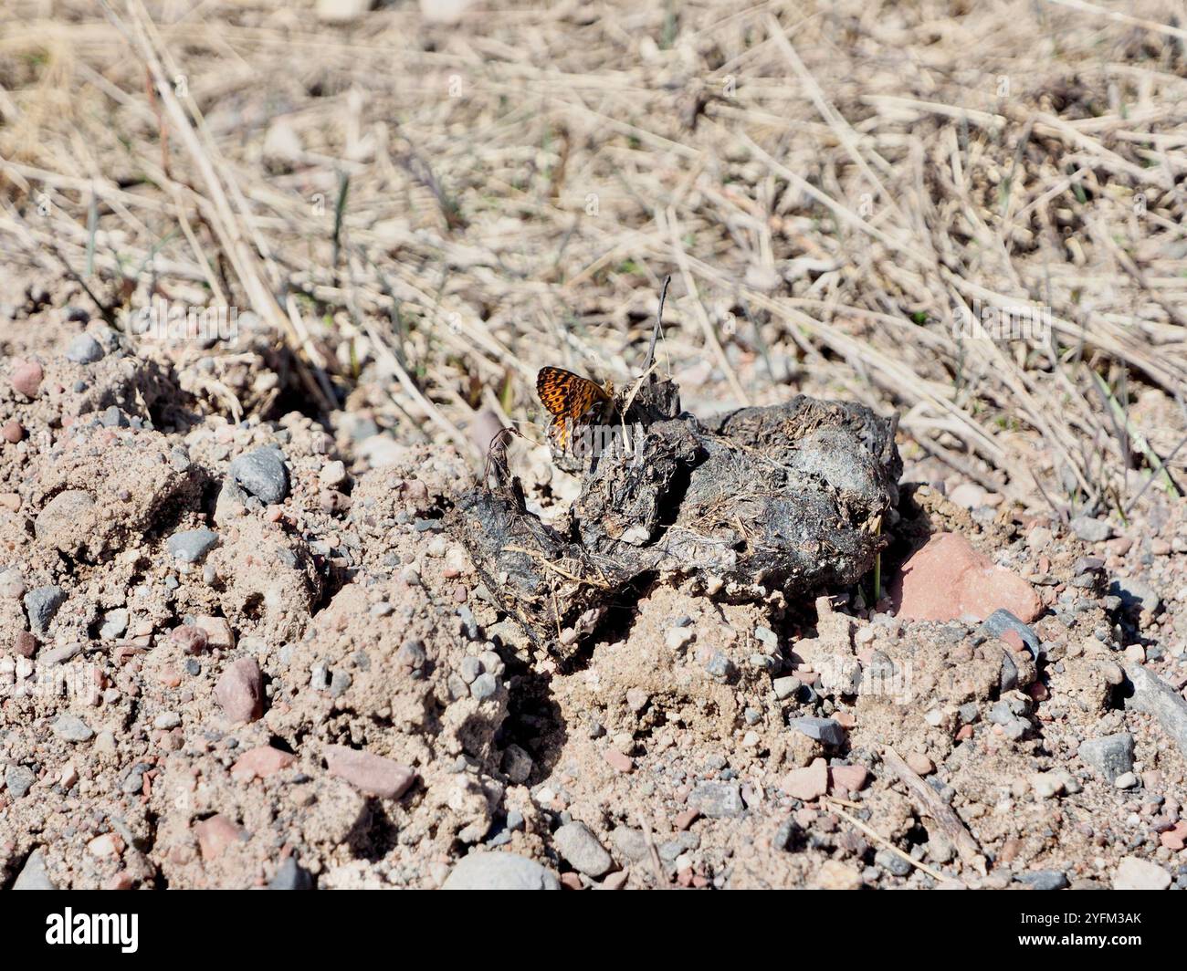 Freija Fritillary (Boloria freija Stock Photo - Alamy